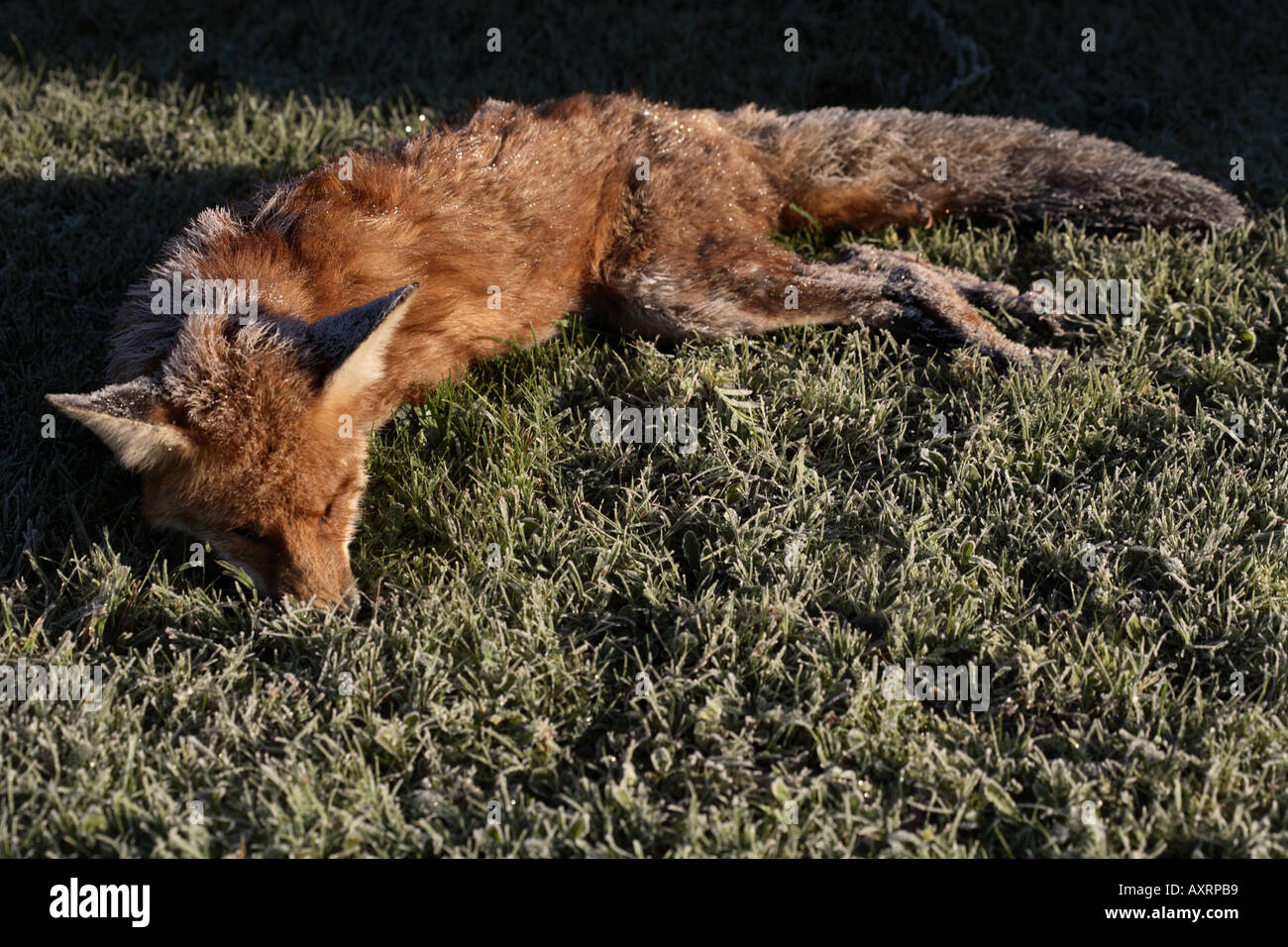 Red fox died hi-res stock photography and images - Alamy