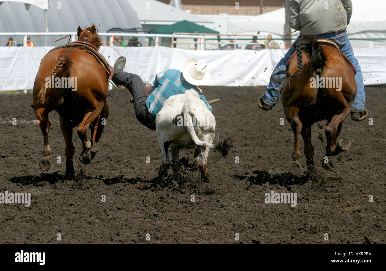 Rodeo, Alberta, Canada, Steer Wrestling Stock Photo - Alamy