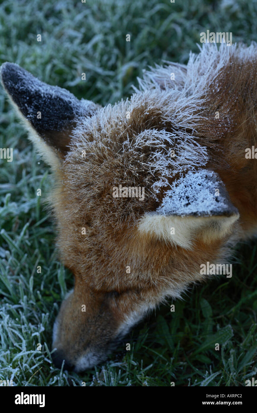 Red fox died hi-res stock photography and images - Alamy