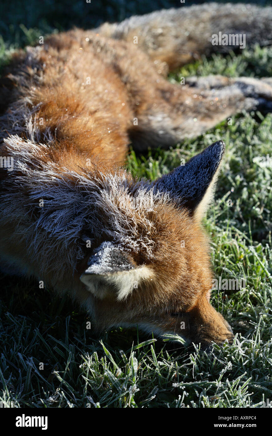 Red fox died hi-res stock photography and images - Alamy