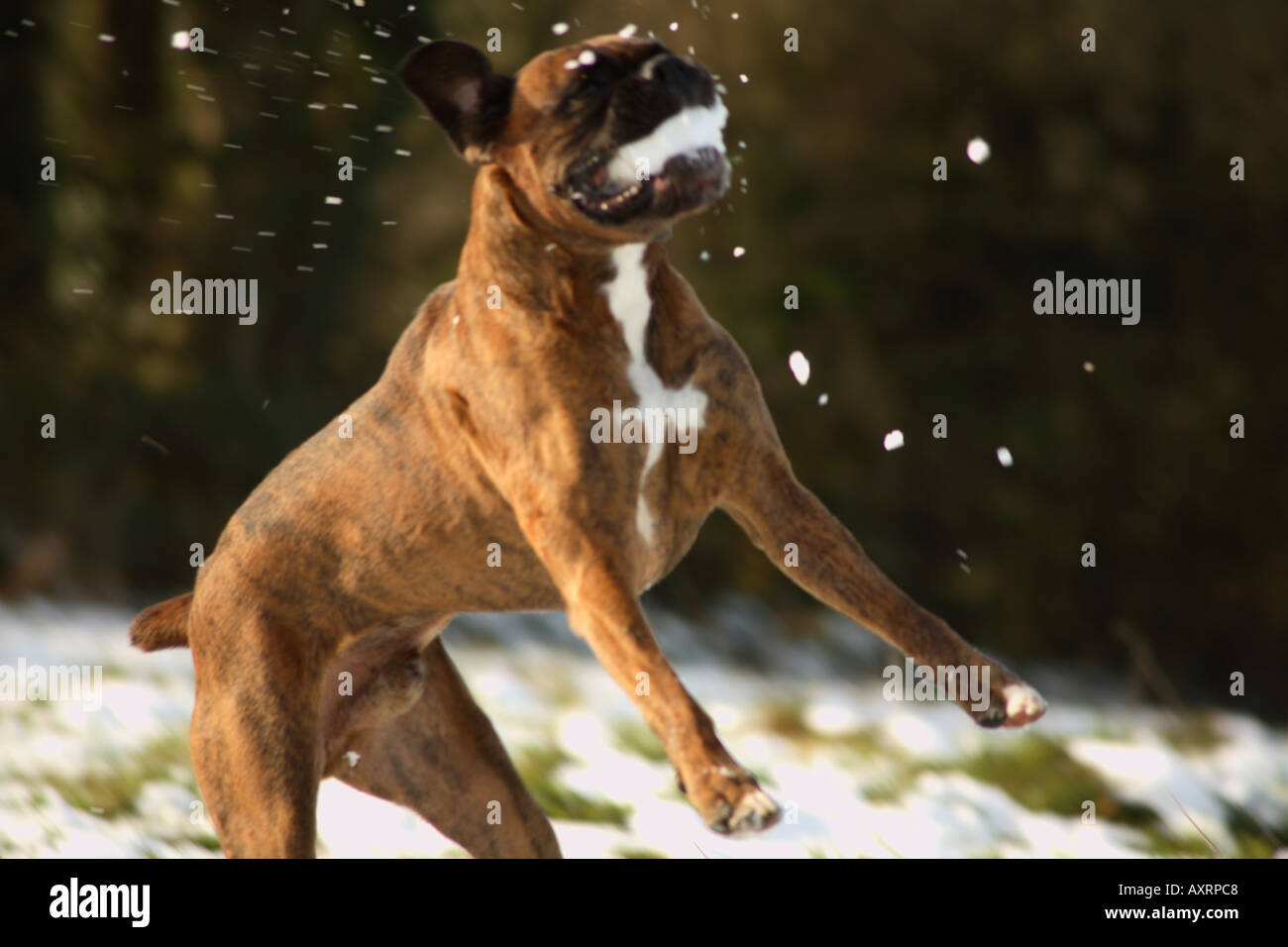 Humorous portrait of boxer dog jumping in the air to catch a snowball ...