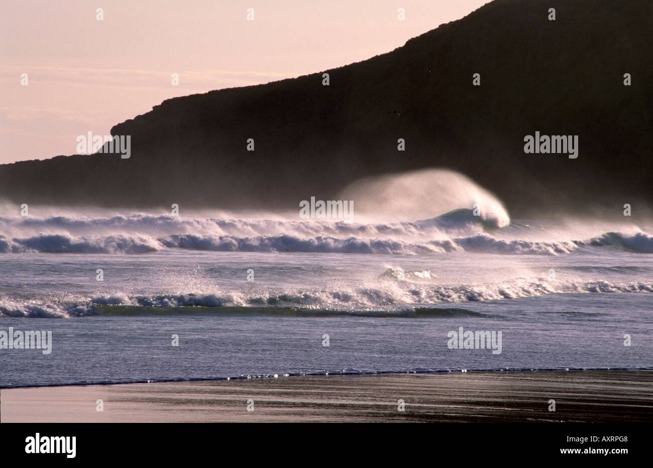 Sandfly Bay Otago Peninsula near Dunedin Otago South Island New Zealand ...