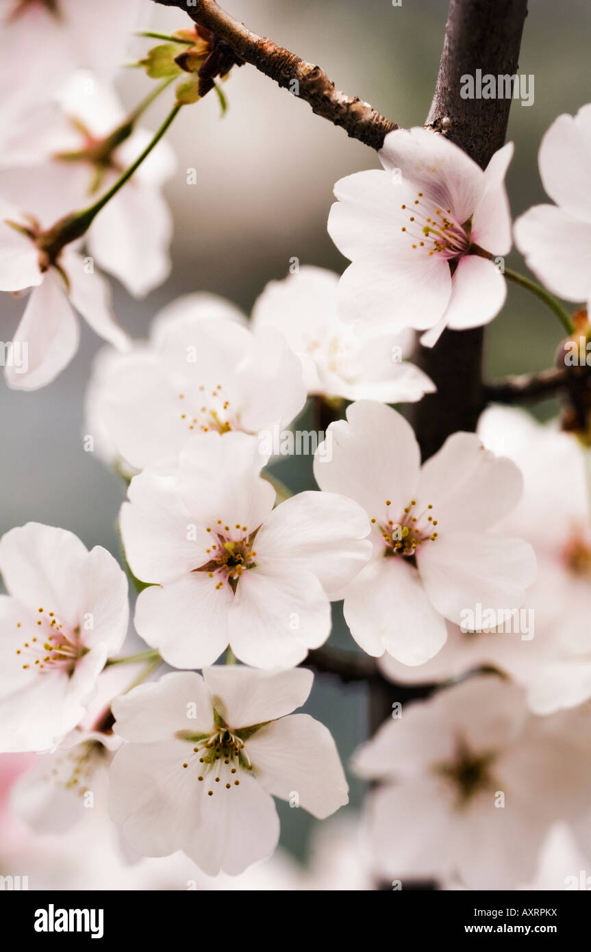 Spring Cherry Blossom Stock Photo - Alamy