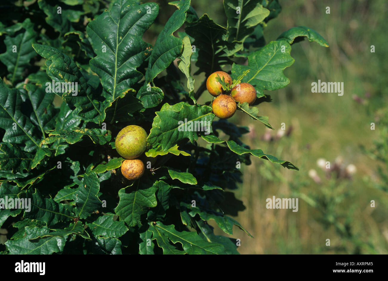 Oak tree galls hi-res stock photography and images - Alamy