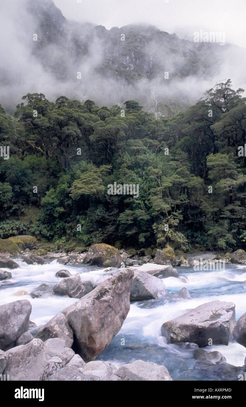 River and Rainforest Fiordland National Park near Milford Sound ...