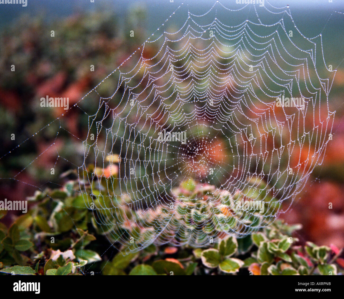 Spider web with dew Stock Photo - Alamy