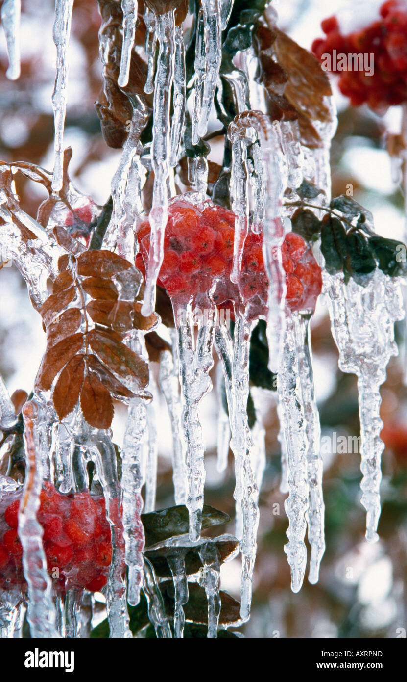 Autumn leaves covered in ice Stock Photo - Alamy