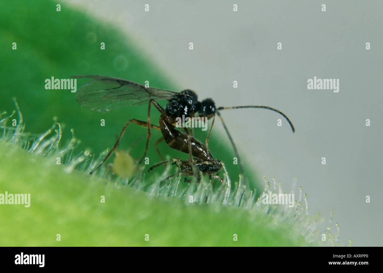 Parasitoid wasp Praon myzophagum laying eggs in an aphid Stock Photo ...