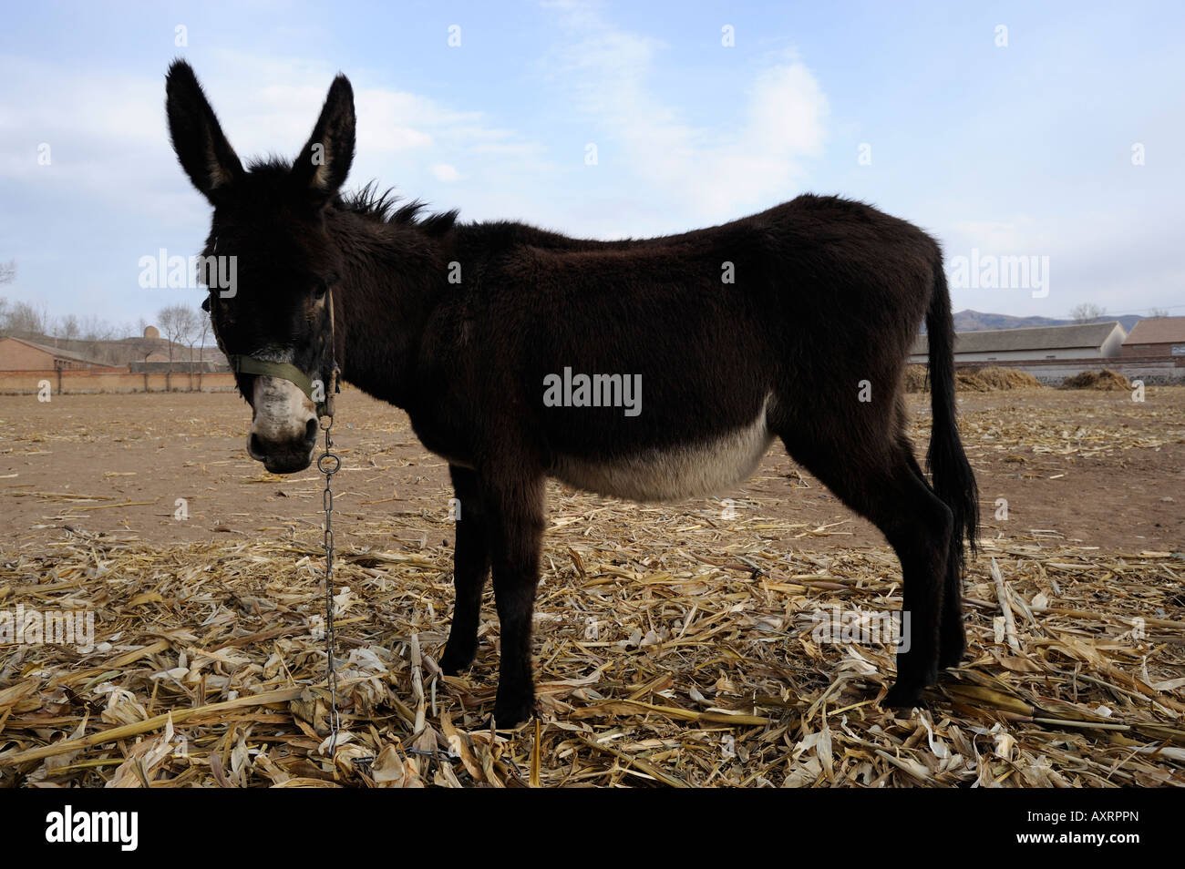 Donkey hi-res stock photography and images - Alamy