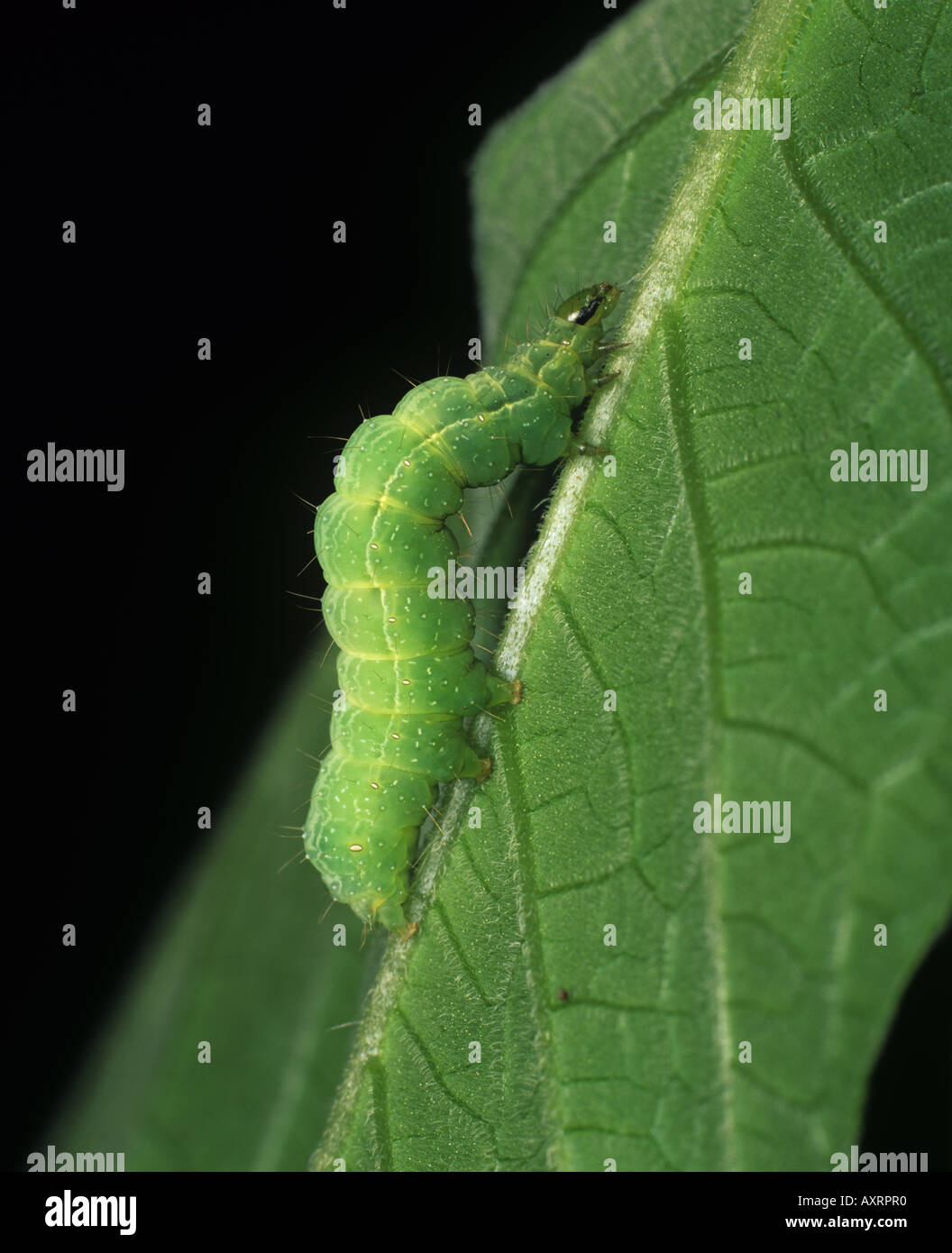 Plain golden Y Autographa jota caterpillar on a leaf Stock Photo - Alamy