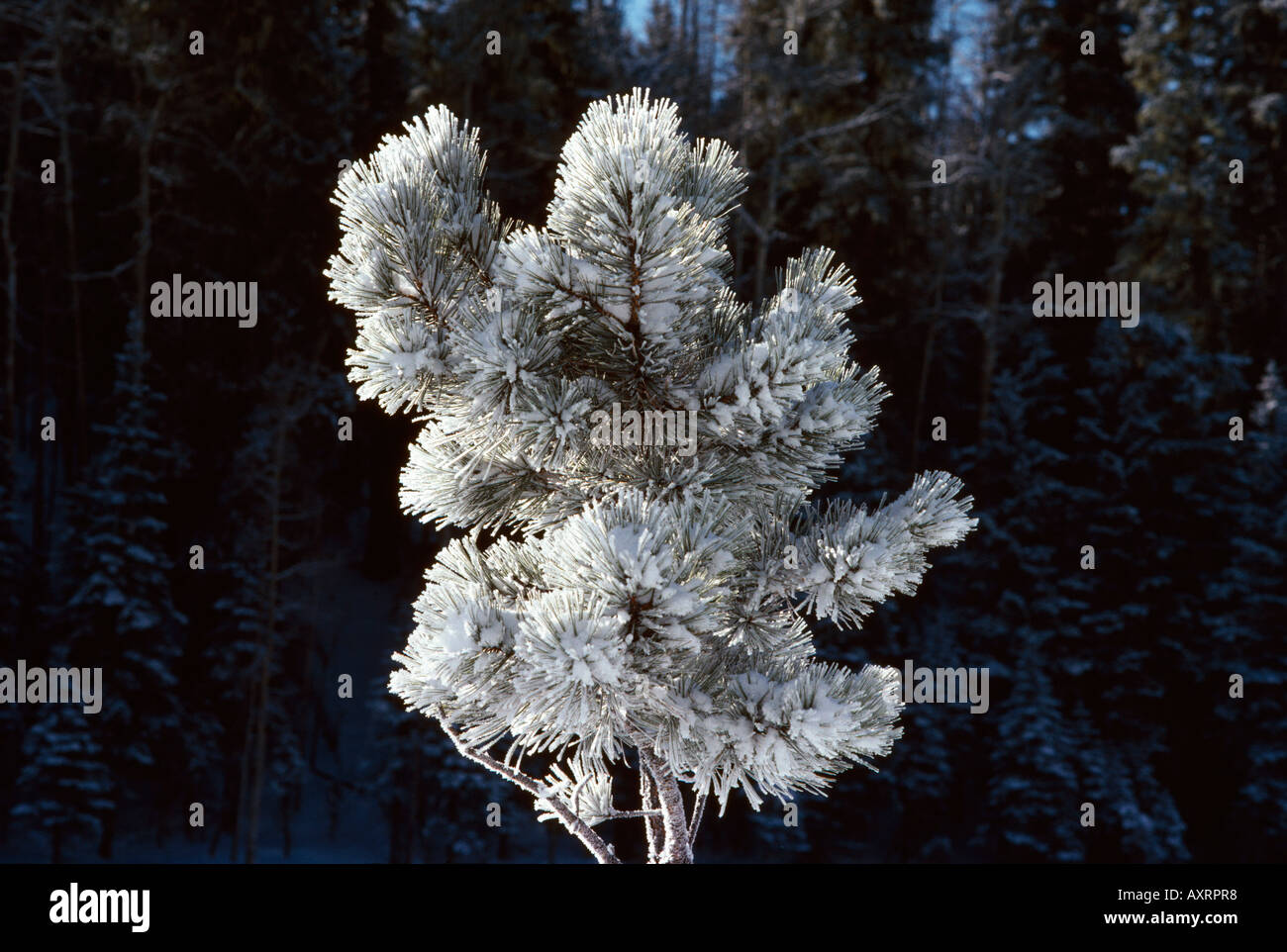 Heavy frosts hi-res stock photography and images - Alamy