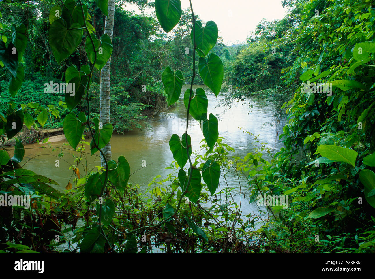 Belize rainforest hi-res stock photography and images - Alamy