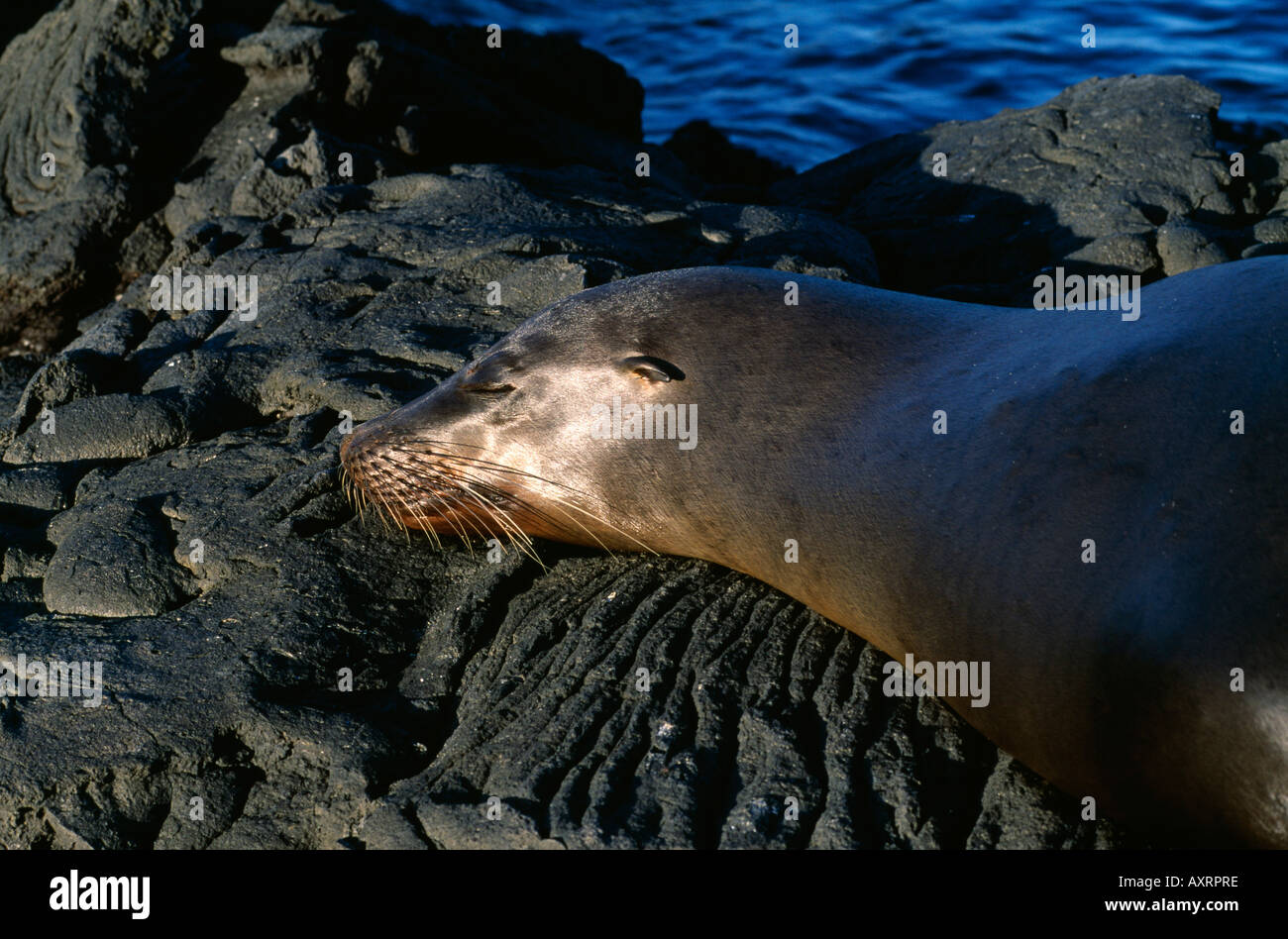 Galapagos sea lion Stock Photo - Alamy
