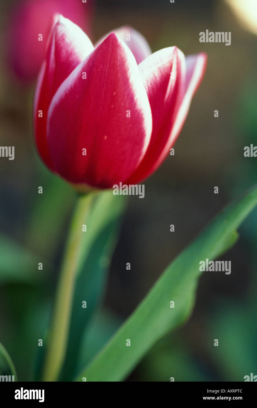 Red tulip flower in bloom Stock Photo - Alamy