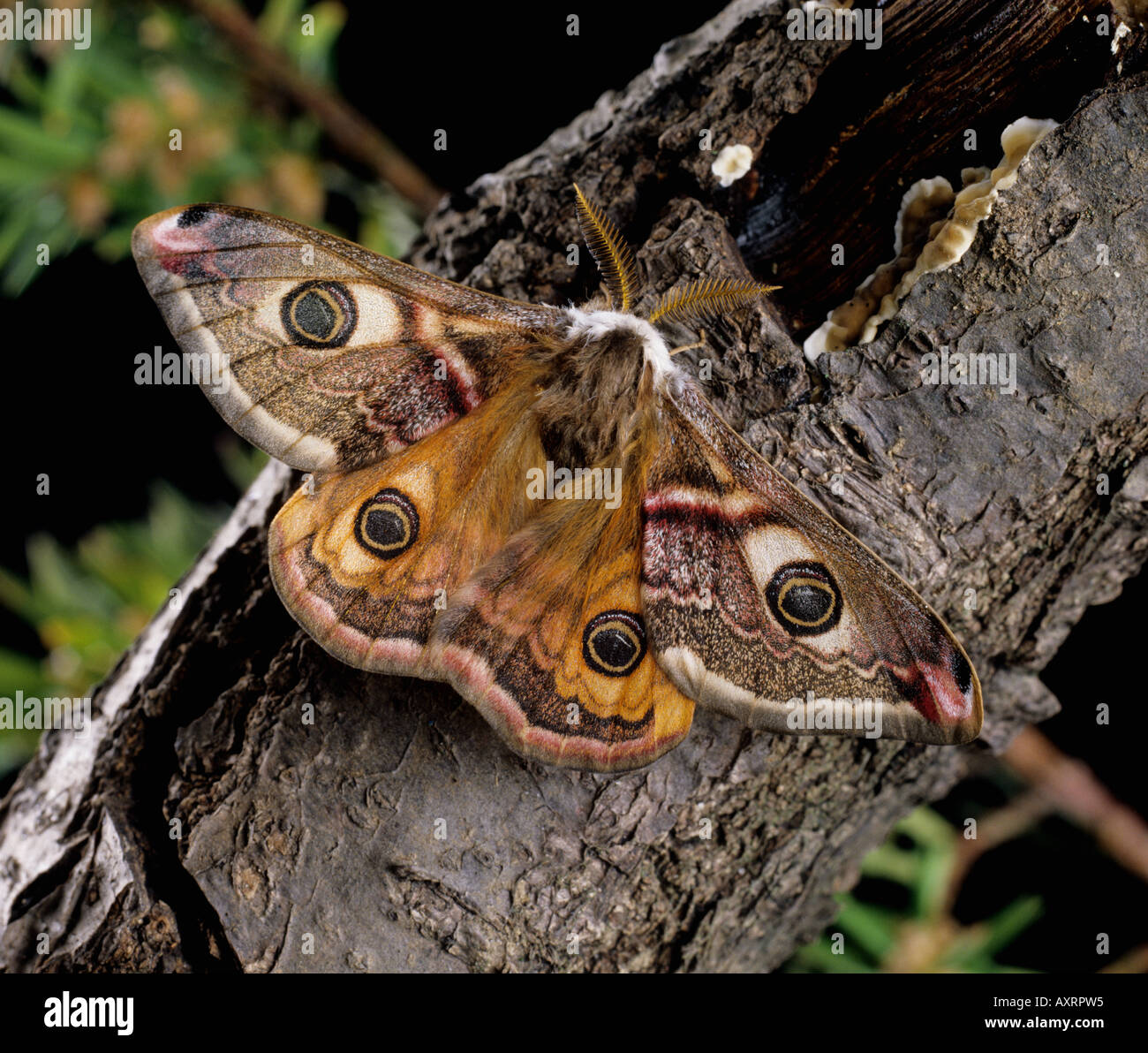 Large emperor moth hi-res stock photography and images - Alamy