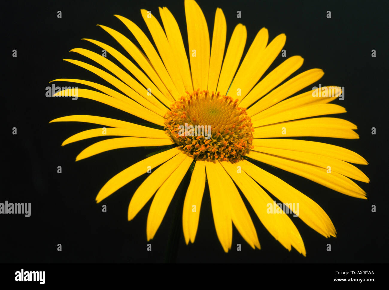 Vibrant yellow composite flowers hi-res stock photography and images ...