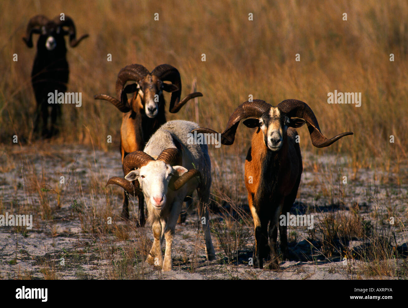 Rams eye hi-res stock photography and images - Alamy