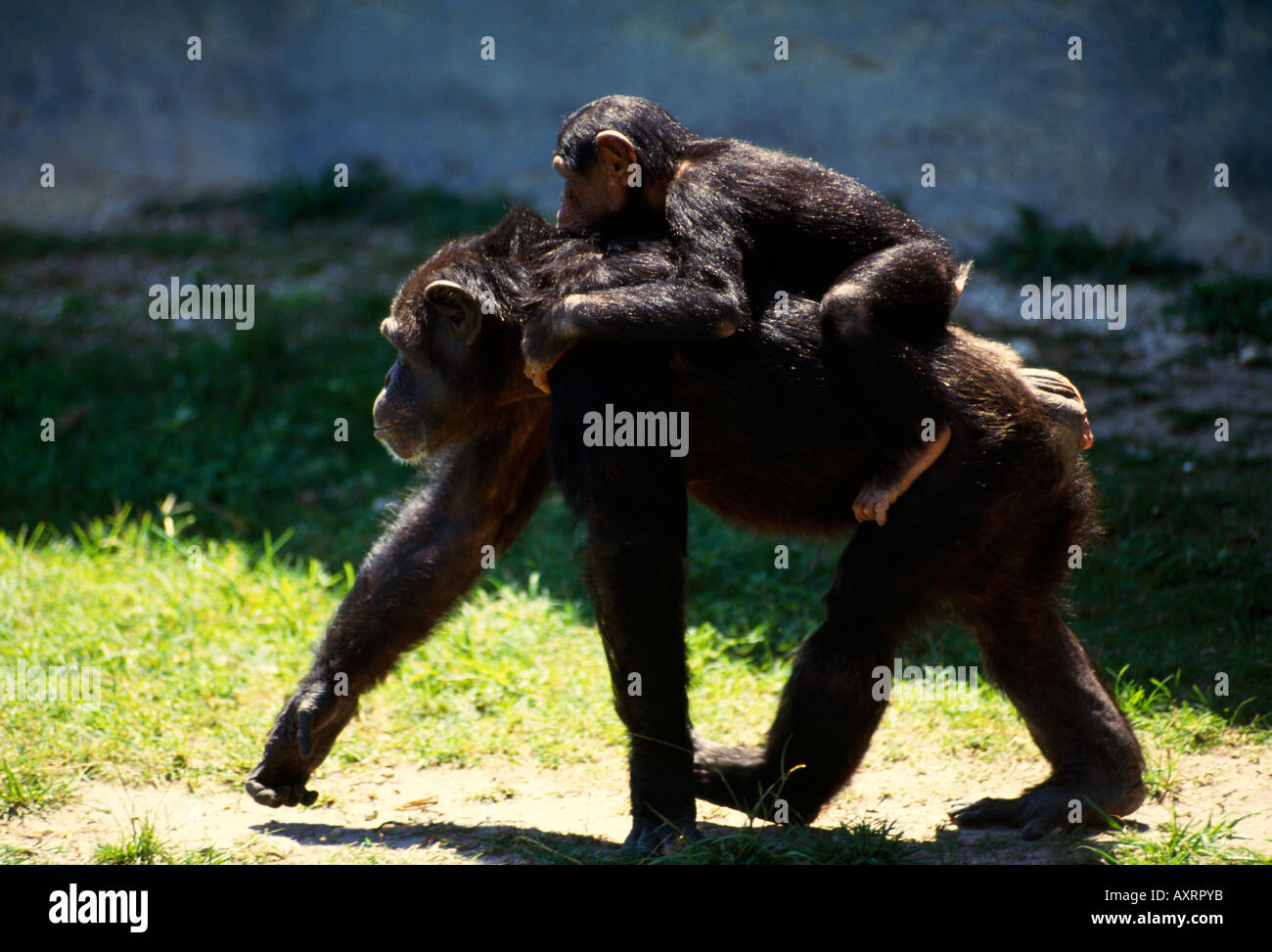 Mother chimp with baby on back Stock Photo - Alamy