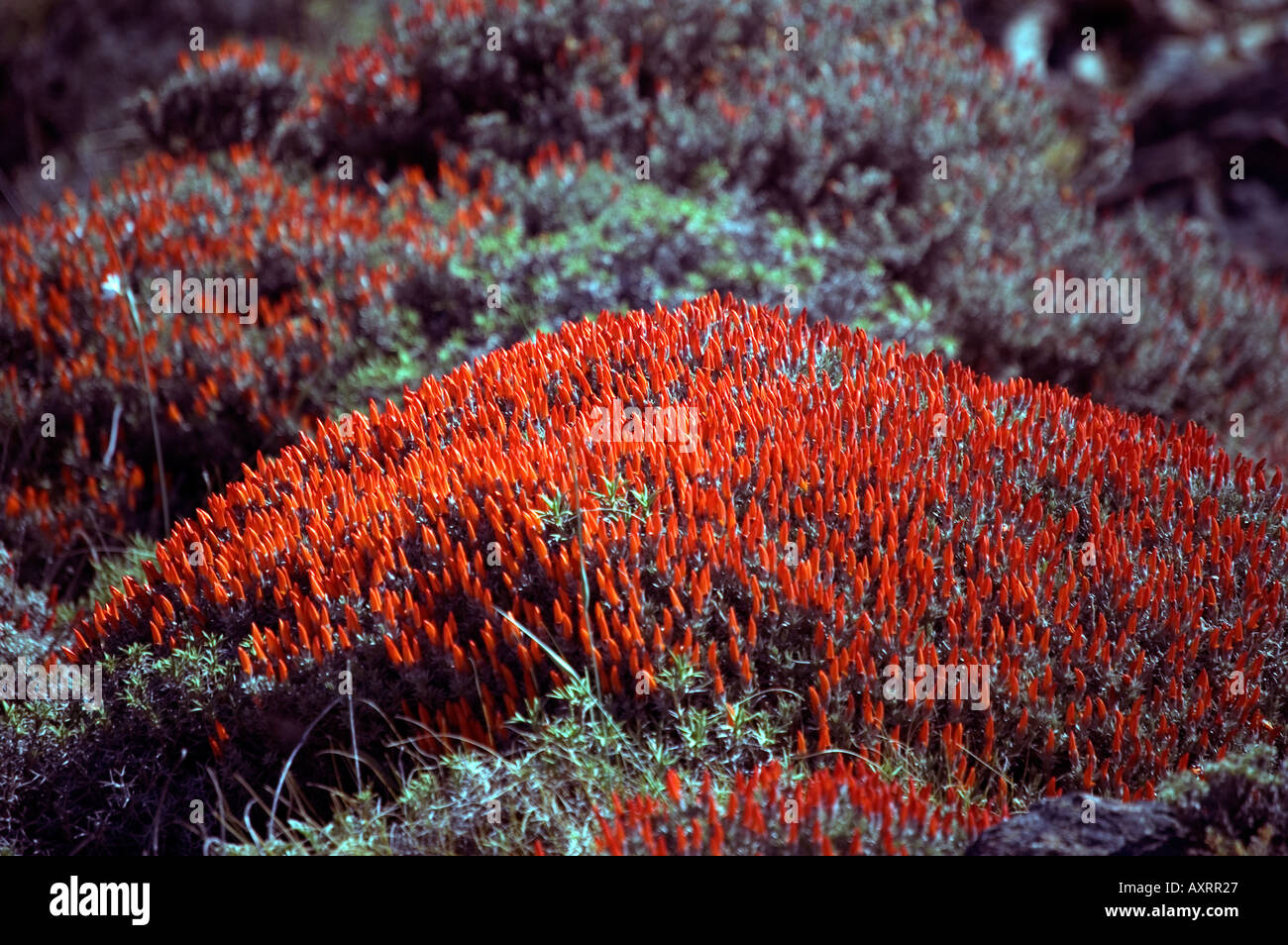 Mousse vegetal hi-res stock photography and images - Alamy