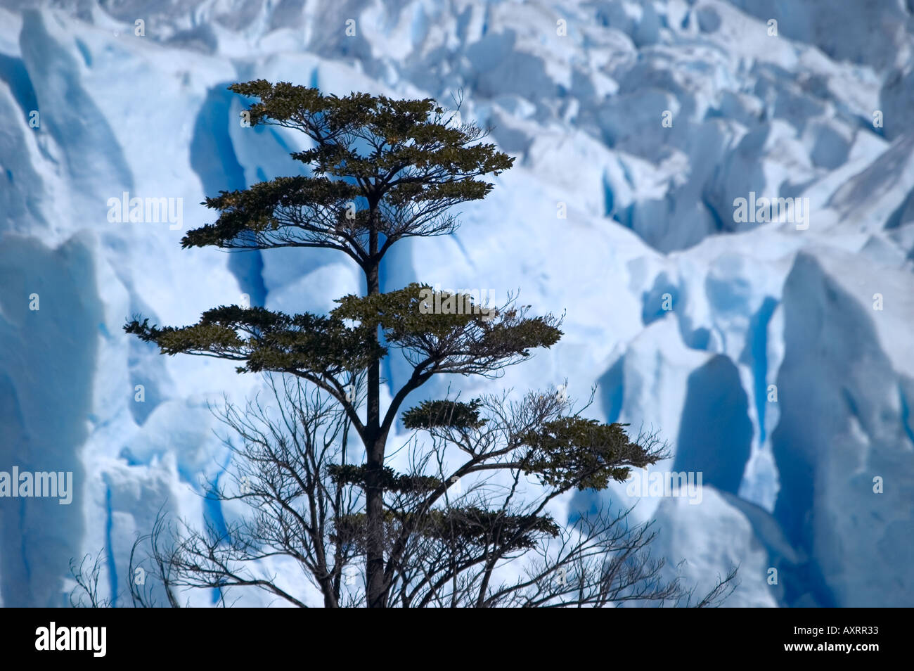 Lemga Tree in Patagonia, Argentina Stock Photo - Alamy