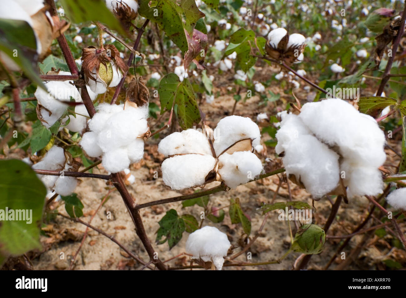 Cotton field ready for picking in central Georgia, USA Stock Photo - Alamy