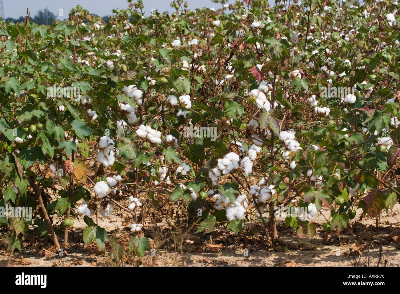 Georgia cotton plantation hi-res stock photography and images - Alamy