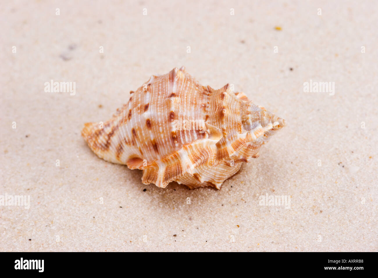 Shell on sand Stock Photo - Alamy