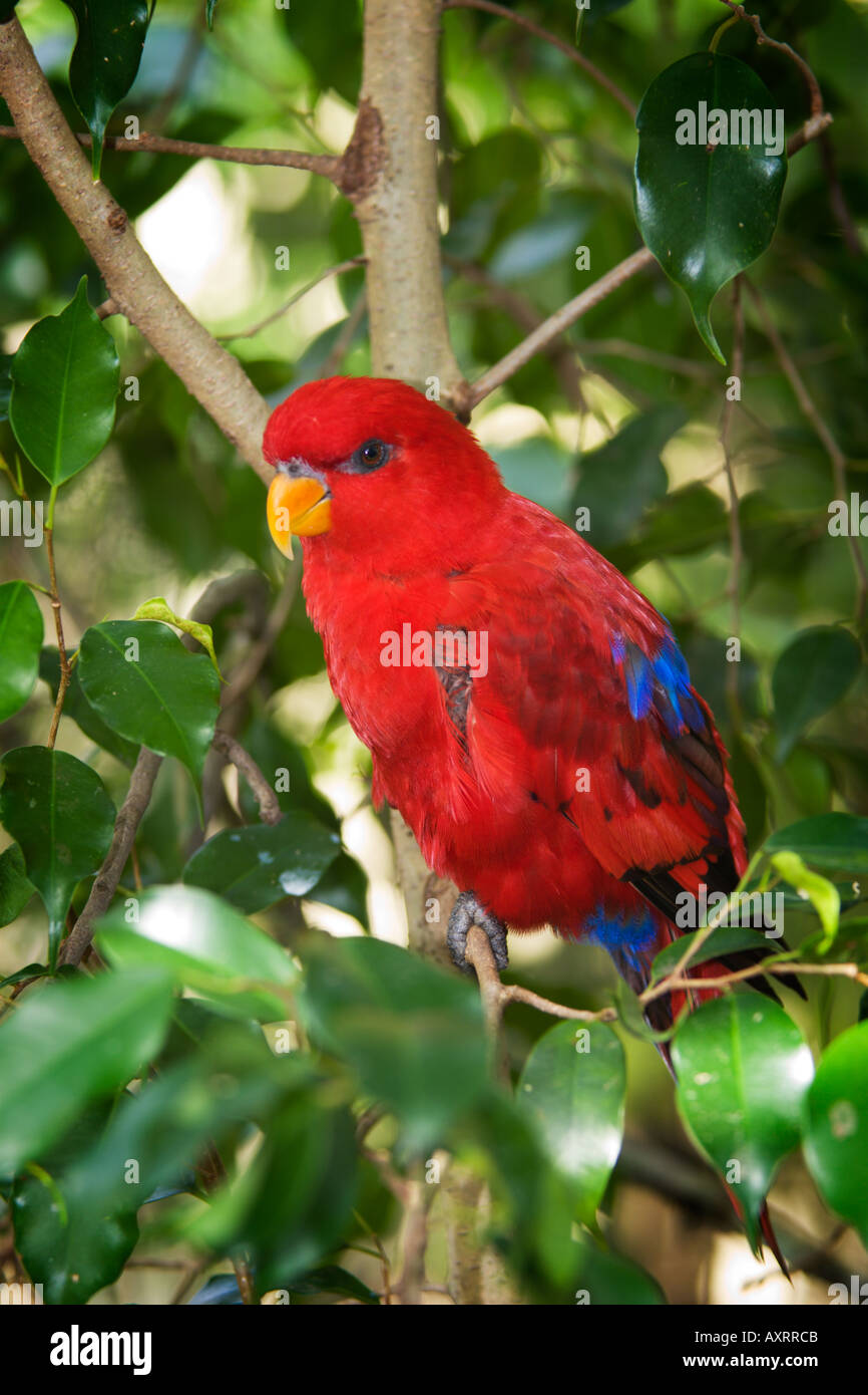 Red Lory at the Lowry Park Zoo Tampa FL USA Stock Photo - Alamy