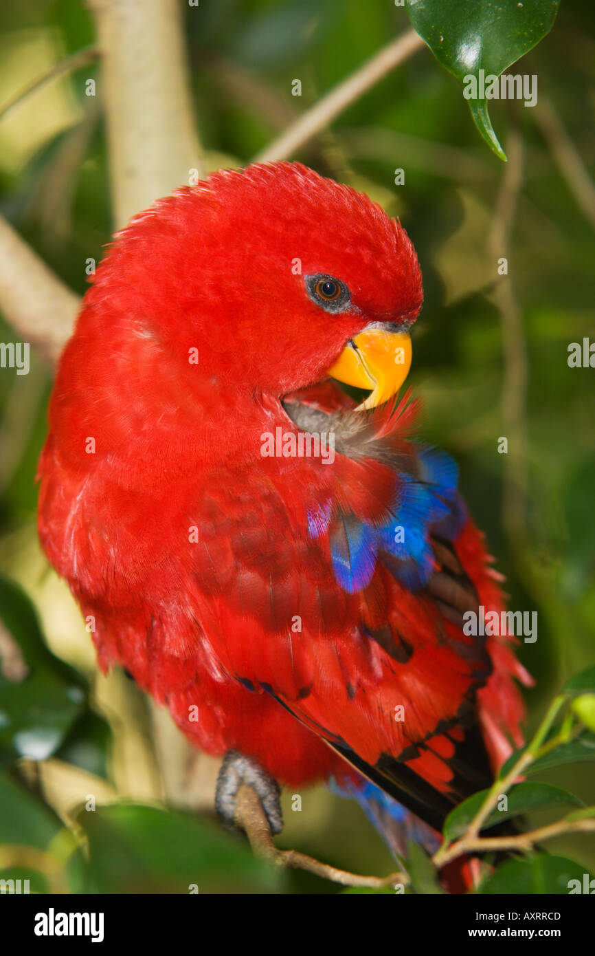 The red lory hi-res stock photography and images - Alamy
