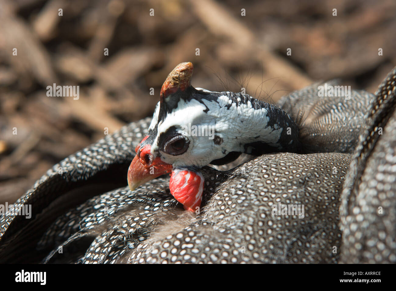 Pearl Grey Guinea Fowl in captivity at Lowry Park Zoo in Tampa Florida ...