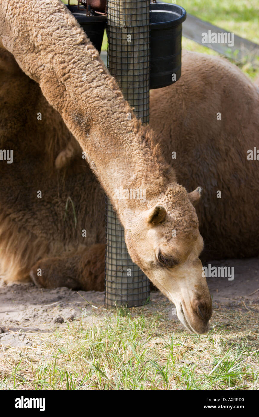 Bactrian Camel in captivity at Lowry Park Zoo in Tampa Florida USA ...