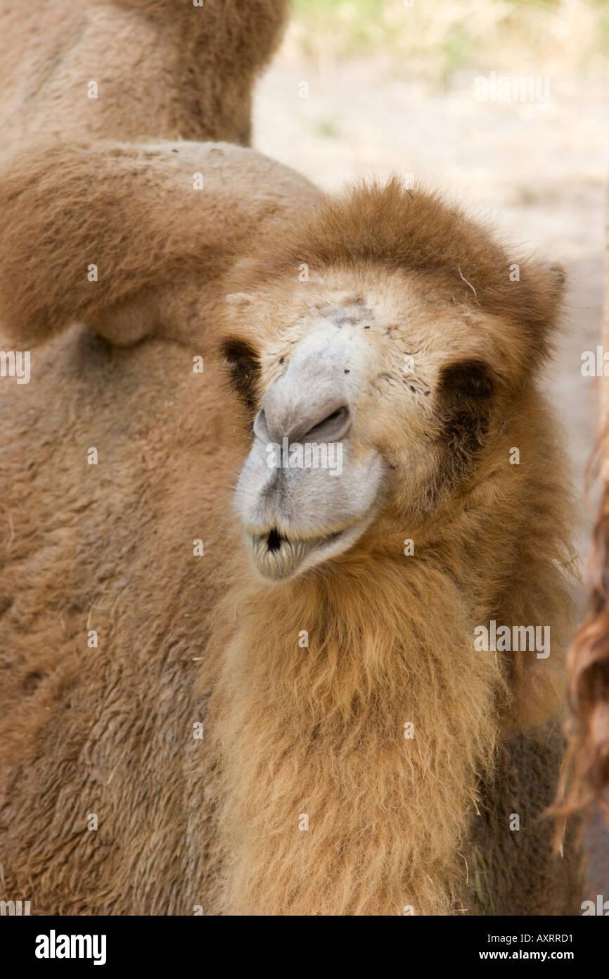 Endangered camel hi-res stock photography and images - Alamy