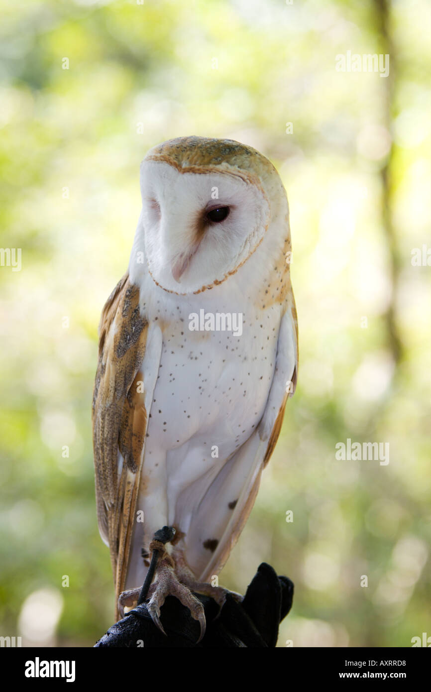 Face of an owl hi-res stock photography and images - Alamy