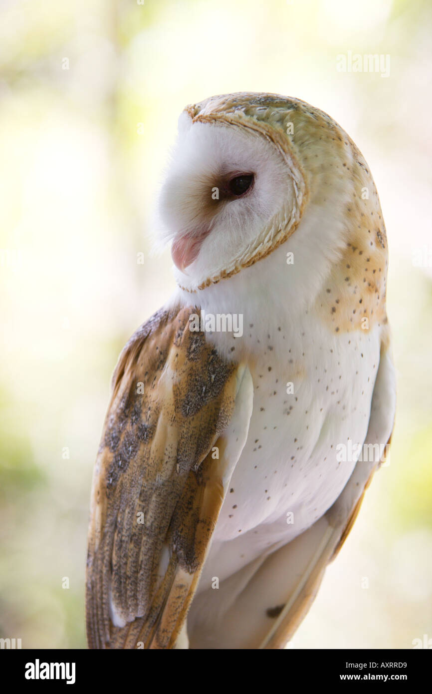 Monkey Faced Owl High Resolution Stock Photography and Images - Alamy