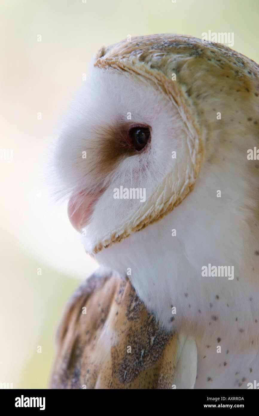 Barn owl monkey faced owl hi-res stock photography and images - Alamy