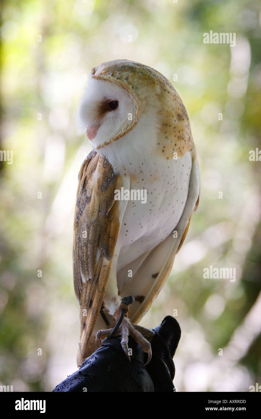 Distinctive face of the Common Barn Owl Stock Photo - Alamy