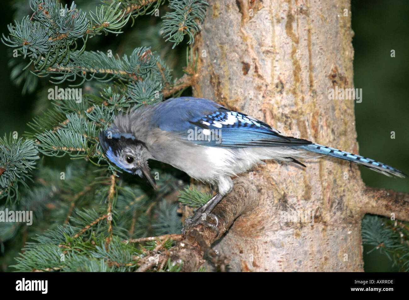 BLUE JAY Cyanocitta cristata Birds of North America Stock Photo - Alamy