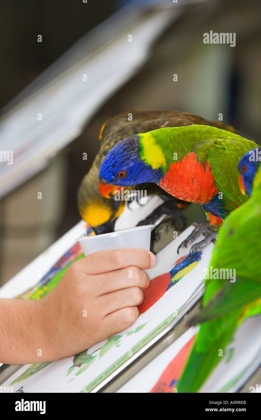 Child feeding zoo animal australia hi-res stock photography and images - Alamy