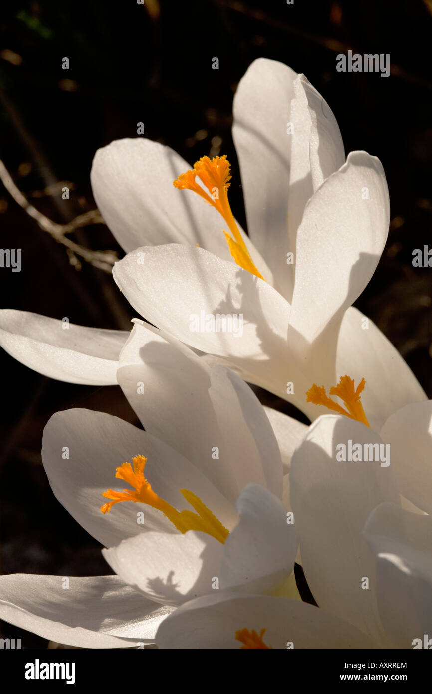 Crocus group hi-res stock photography and images - Alamy