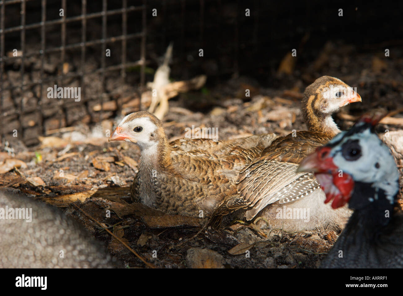 Four Week Old Pearl Grey Guinea Fowl in captivity at Lowry Park Zoo in ...