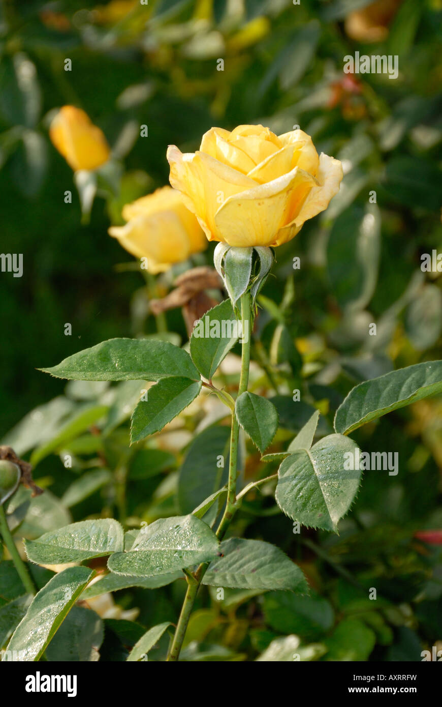 Gold stems hi-res stock photography and images - Alamy