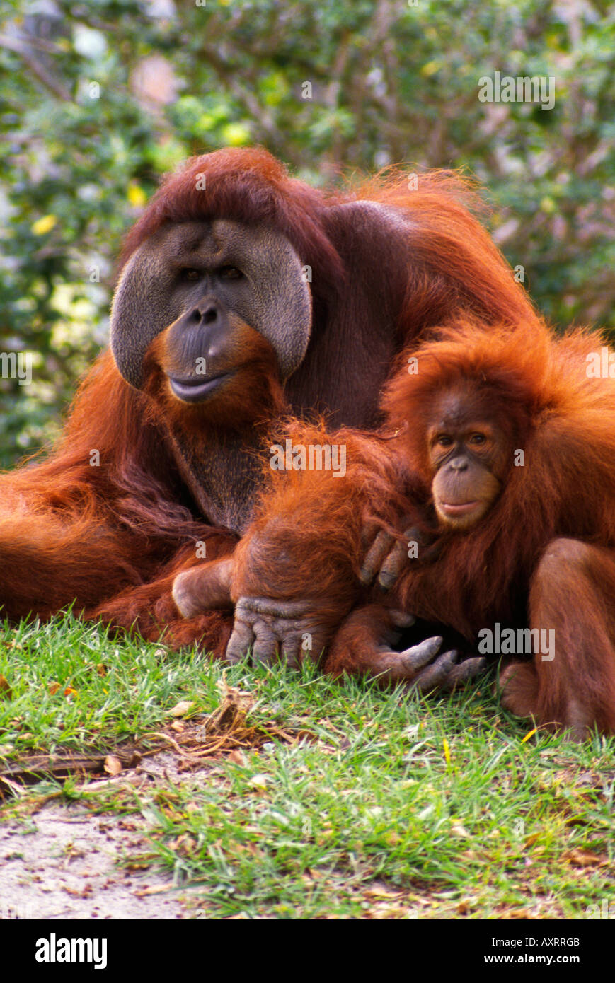 Orangutan mother and baby Stock Photo - Alamy