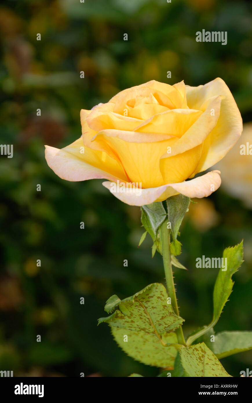 Rose gold medal hi-res stock photography and images - Alamy