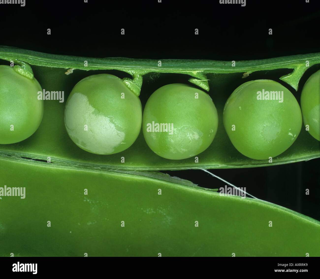 Pea thrips Kakothrips pisivorus damage to peas in the pod Stock Photo ...