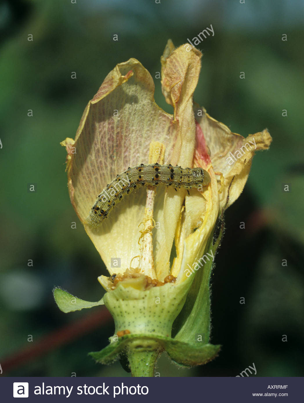 Heliothis Caterpillar Stock Photos & Heliothis Caterpillar Stock Images ...