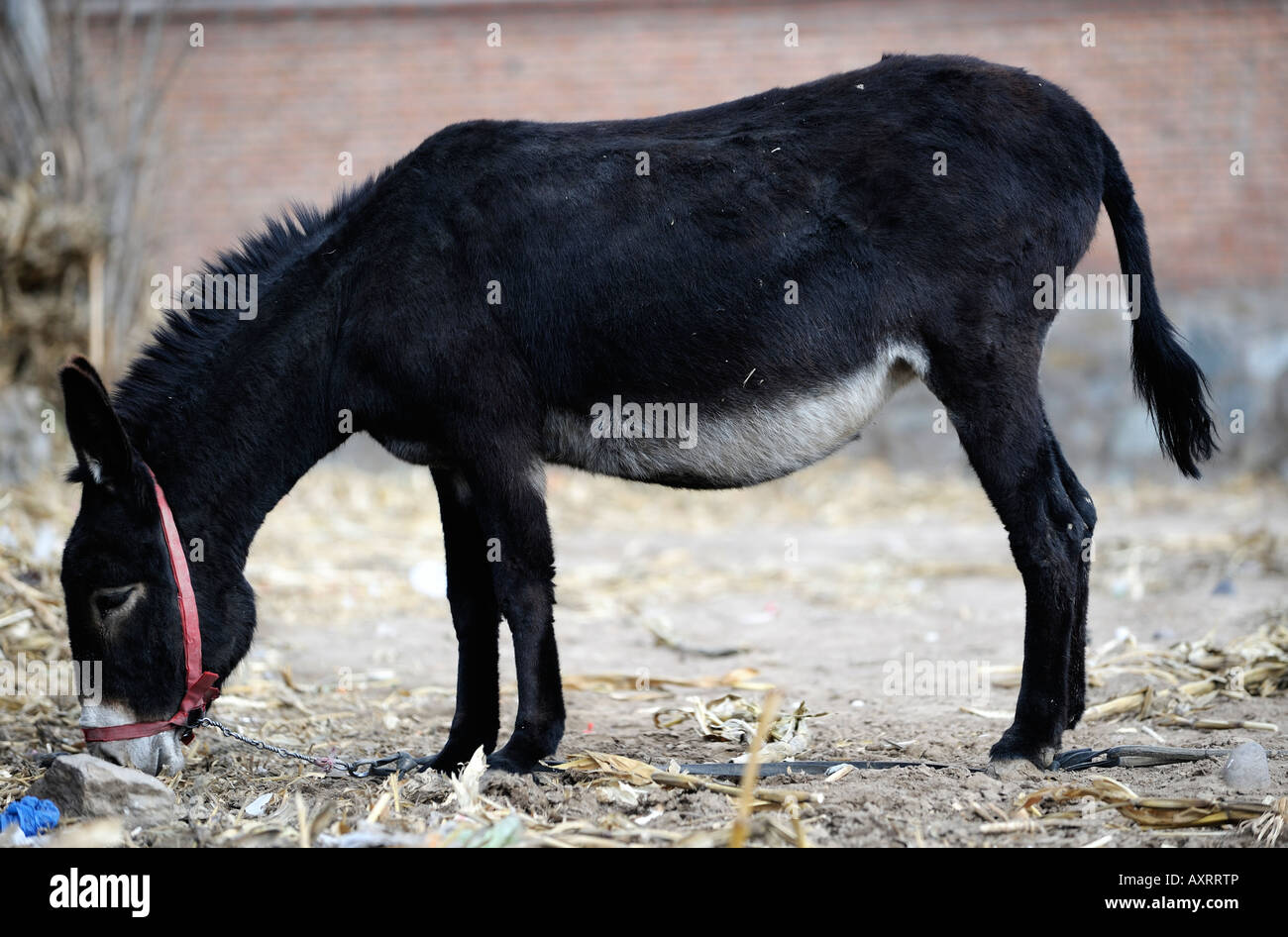 Domestic donkey hi-res stock photography and images - Alamy