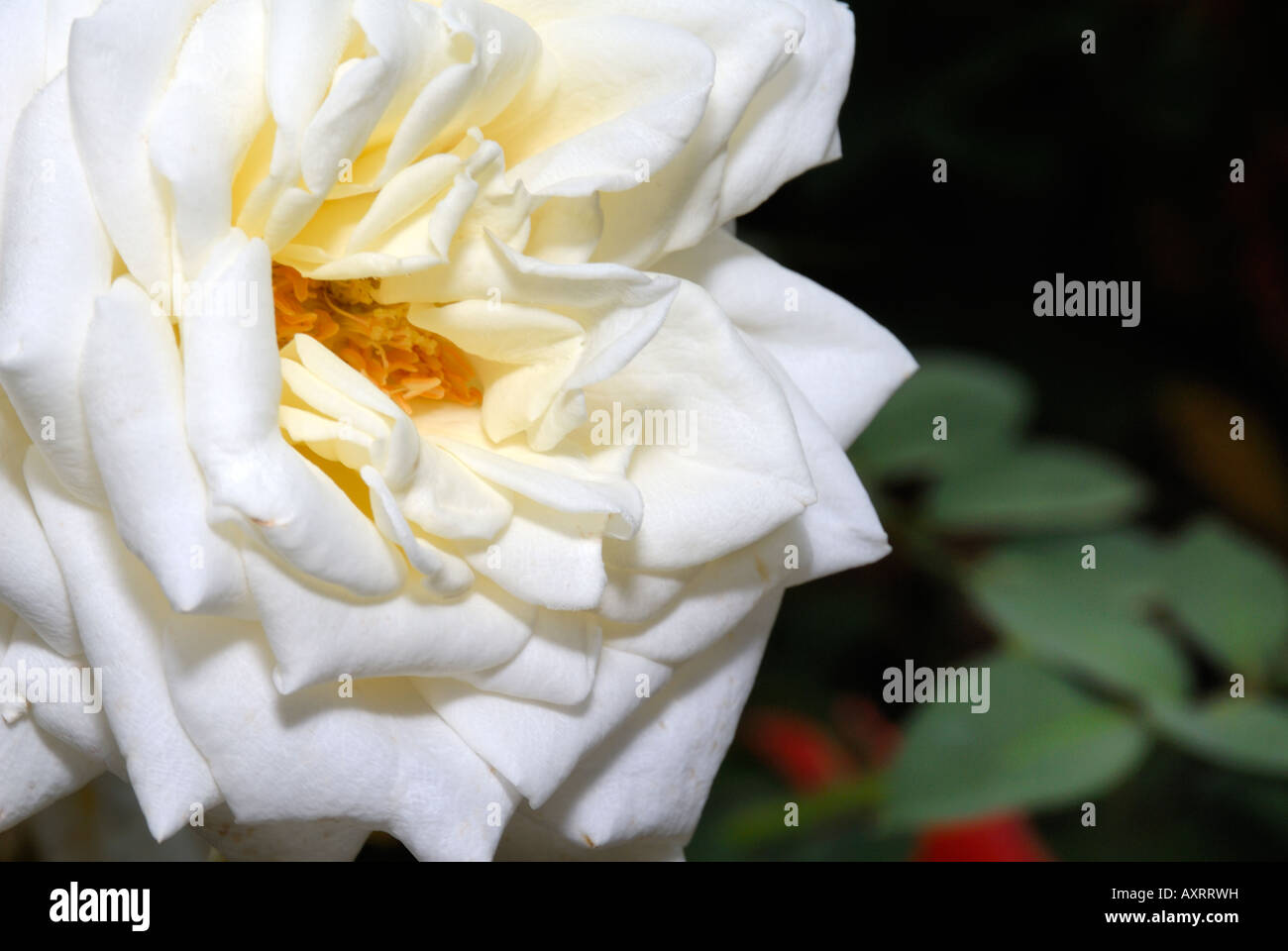 Polarstern rose rosa Stock Photo - Alamy