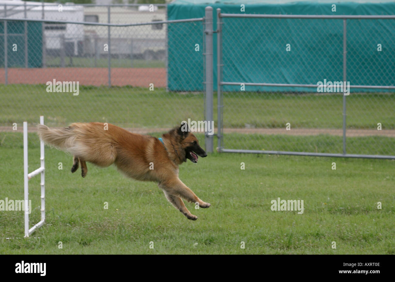 DOG SHOW All breed dog show Stock Photo - Alamy