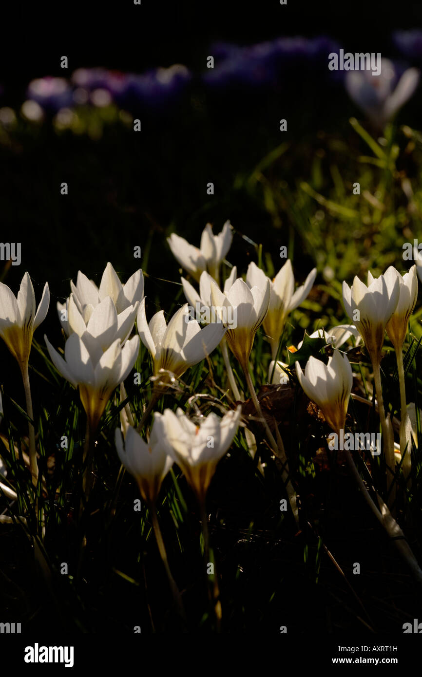 CROCUS IN SHADE Stock Photo - Alamy