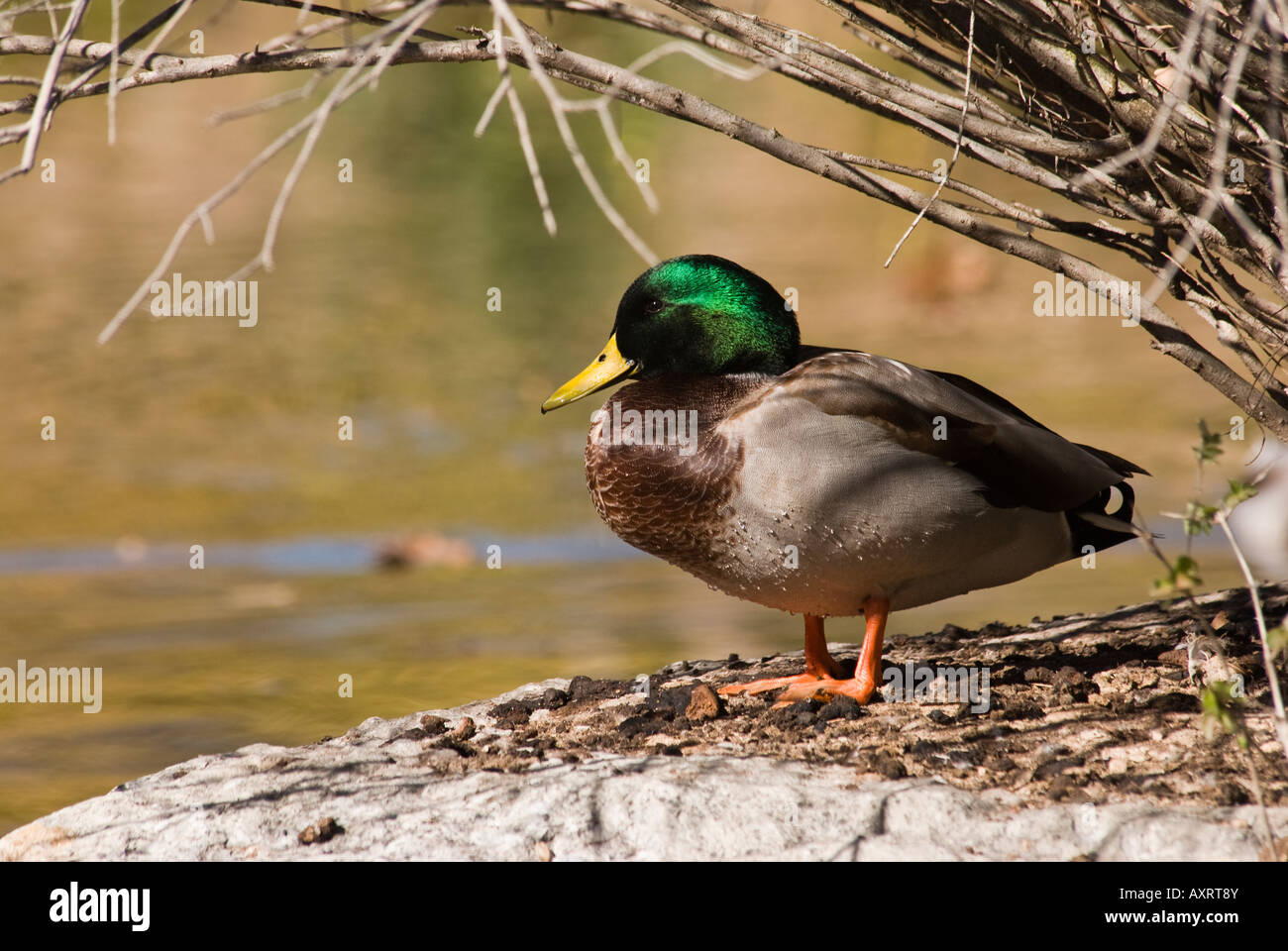 Mallard duck on Rock Stock Photo - Alamy